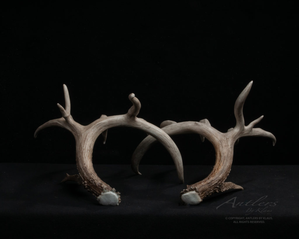 The Chally Sheds - Antlers by Klaus
