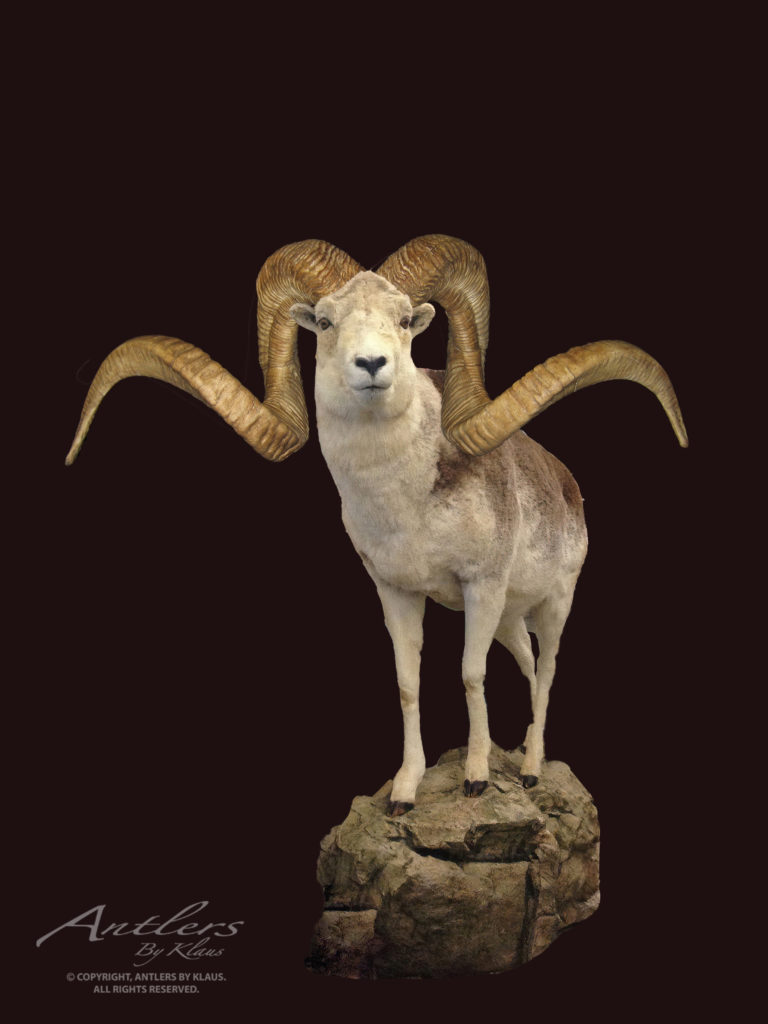 Argali - Antlers by Klaus