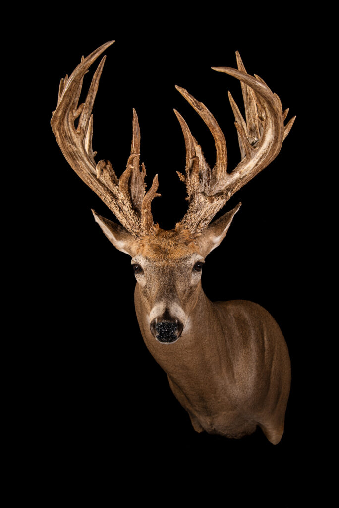 Werth Buck - Antlers by Klaus