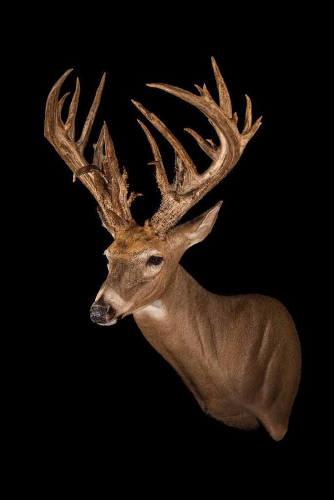 Werth Buck - Antlers by Klaus